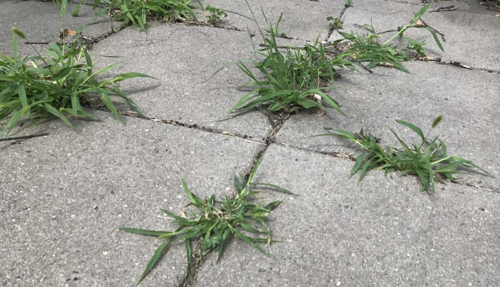 5 Tips To Prevent Weeds From Growing In Concrete Cracks In Carlsbad | 🥇 ...